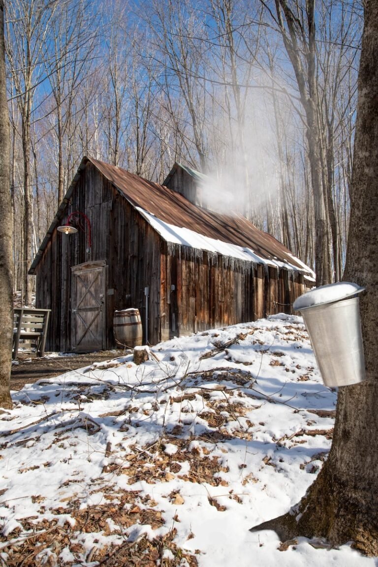 25 Must-Visit Maple Syrup Farms Near Toronto | FarmCiti